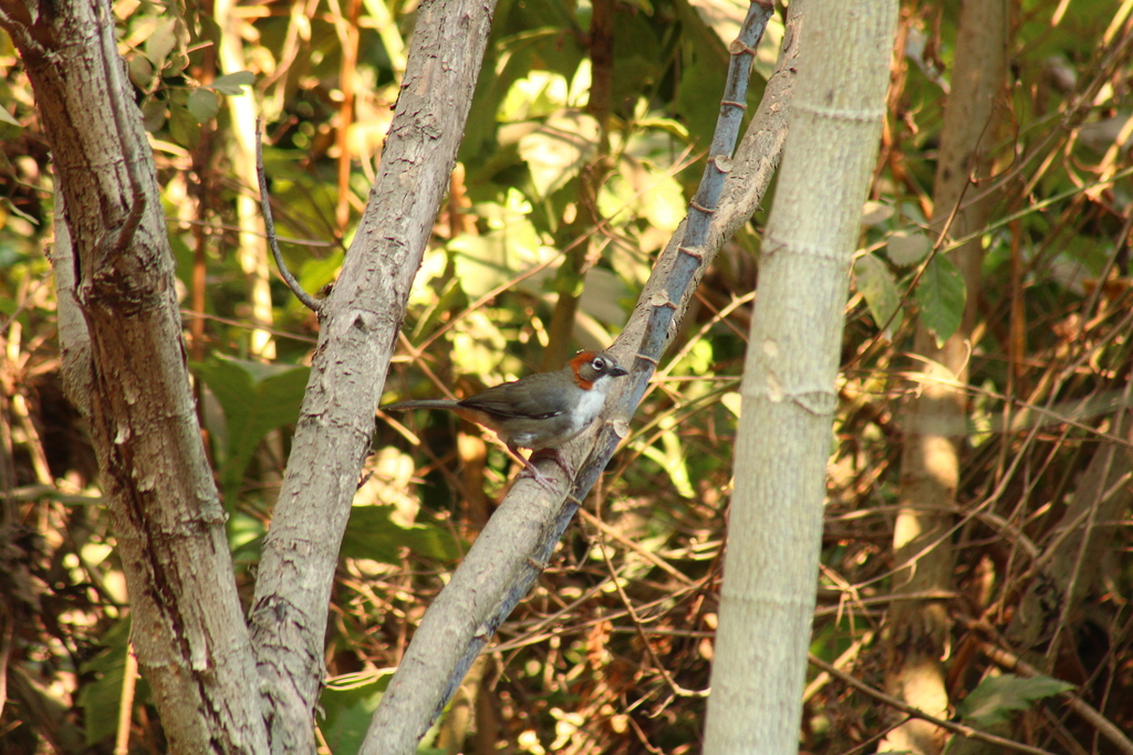 Rusty-crowned Ground-Sparrow from C. El Chaco 3200, Providencia, 44630 ...