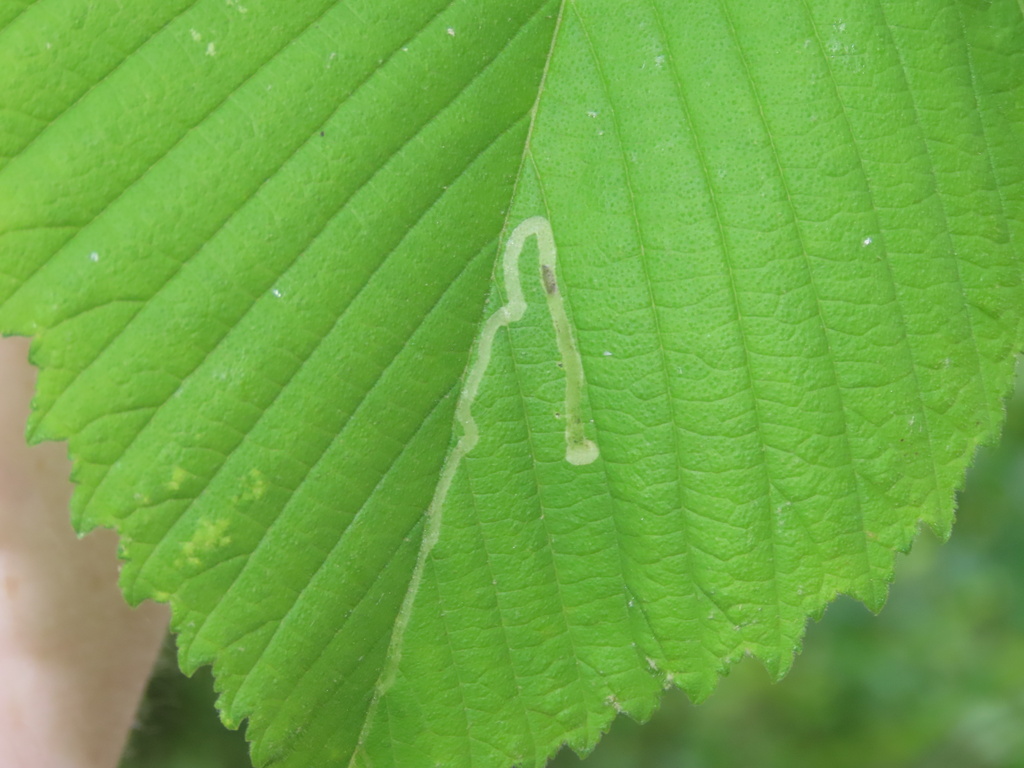 Elm Agromyzid Leafminer in May 2023 by Josh Emm · iNaturalist