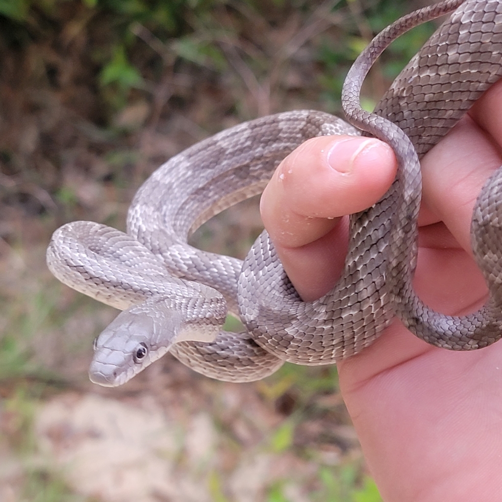Gray Ratsnake in May 2023 by Wayne Fidler · iNaturalist
