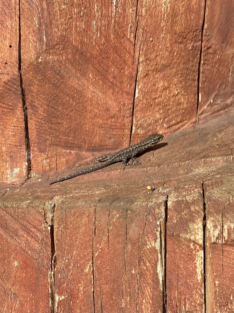 Blue-Green Smooth-throated Lizard from Monumento Natural Cerro Ñielol ...