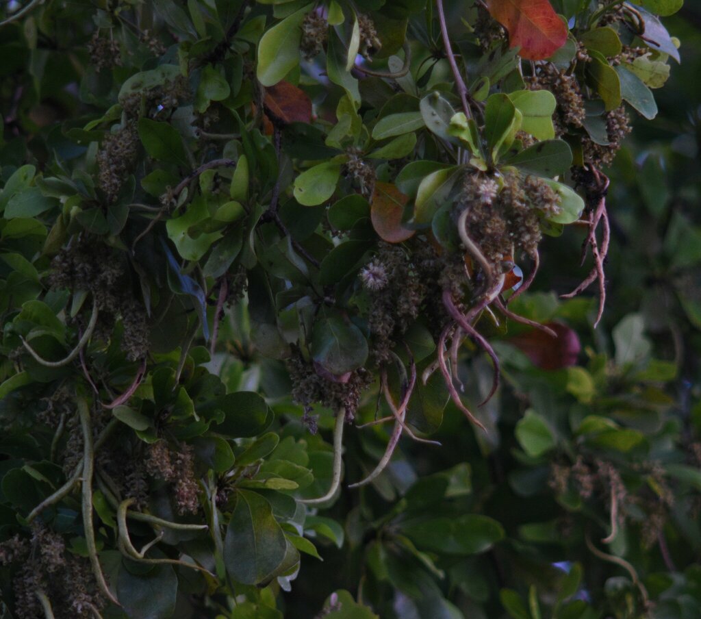Eriophyes buceras from Miami-Dade County, FL, USA on May 01, 2023 at 07 ...