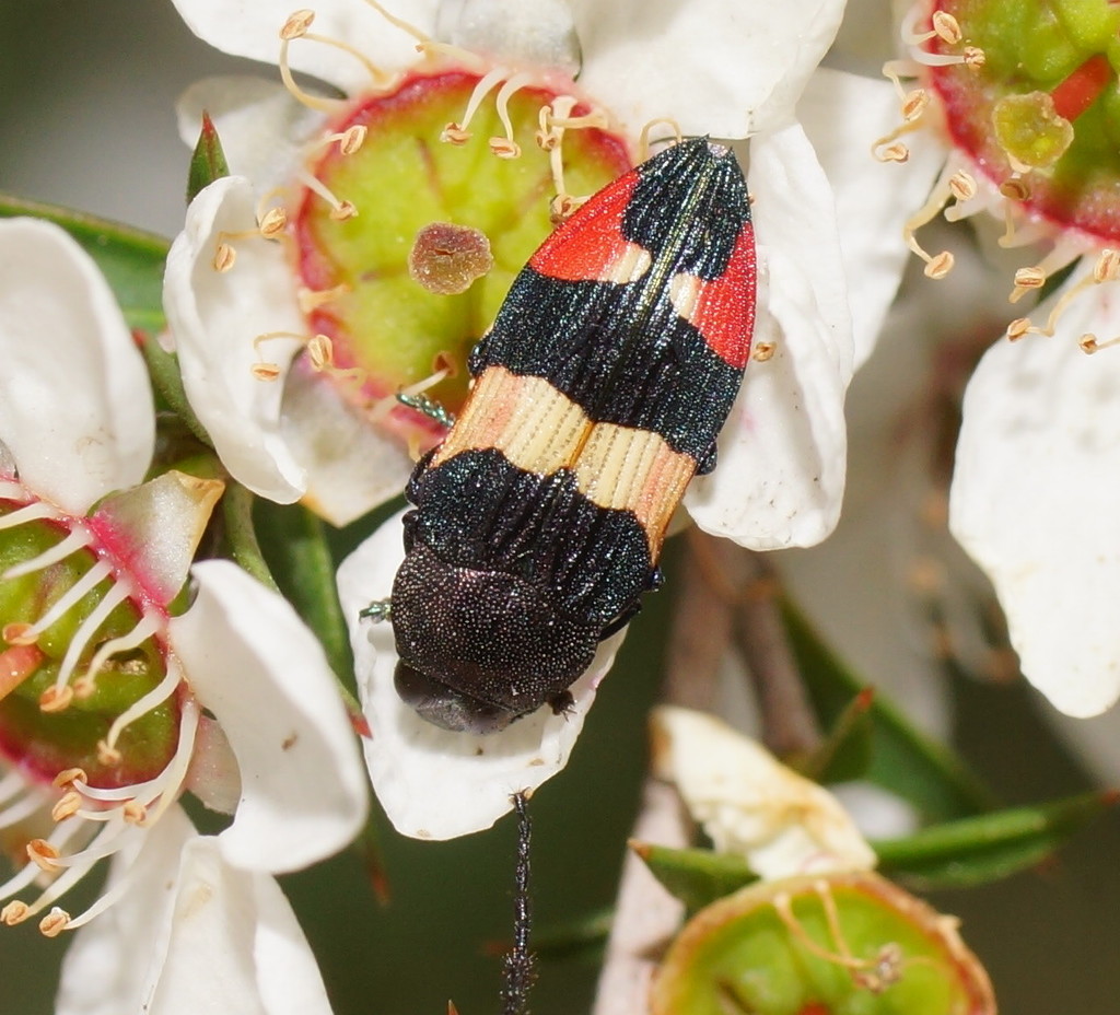 Castiarina bella (Beetles of Casey, VIC, AU) · iNaturalist