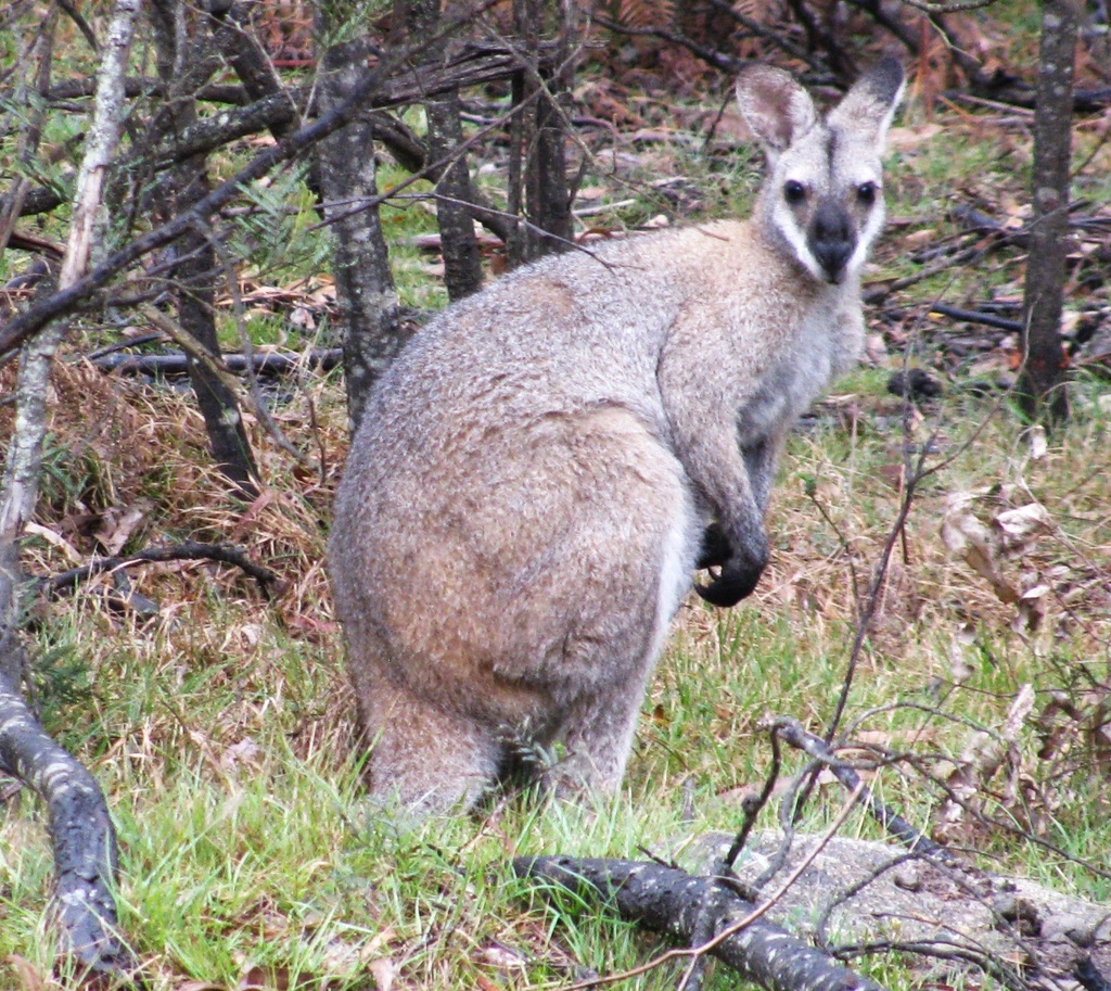 Red-necked Wallaby from Gardens of Stone SCA Lidsdale NSW 2790 ...