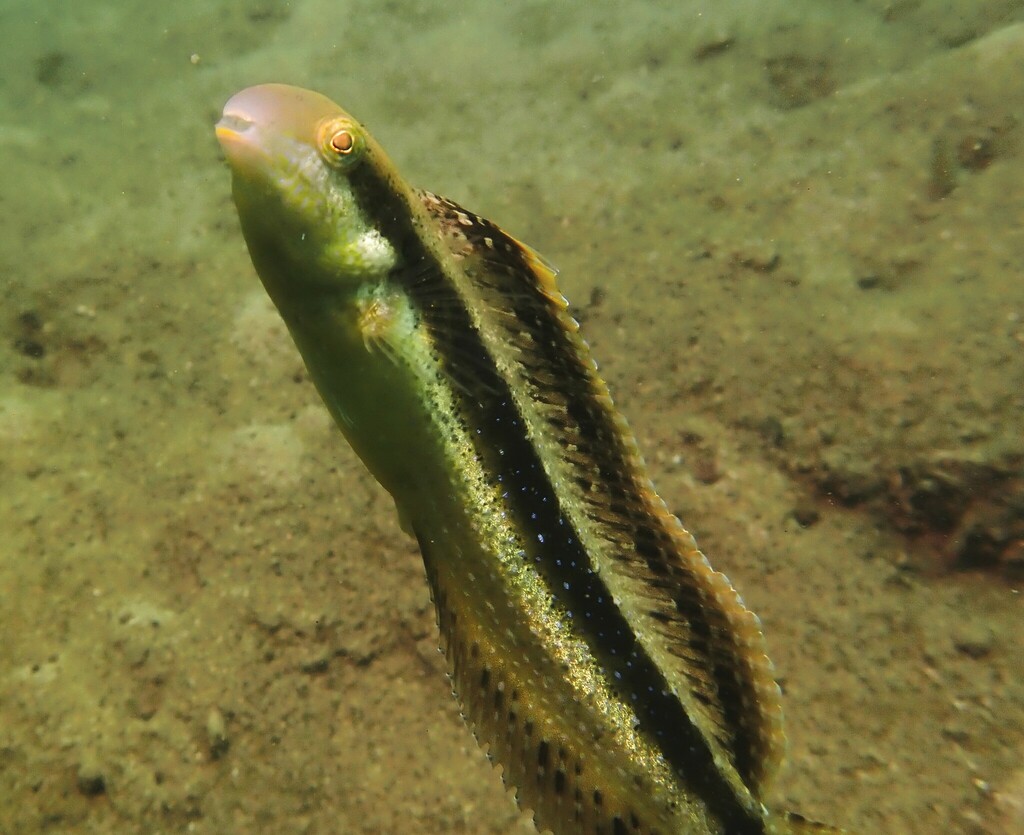 Brown Sabretooth Blenny from Sydney NSW, Australia on December 14, 2022 ...