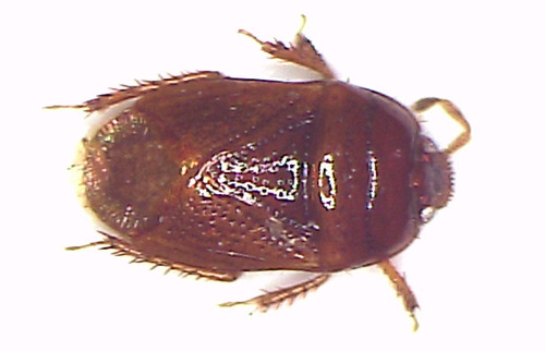 Chilocoris barbarae · iNaturalist