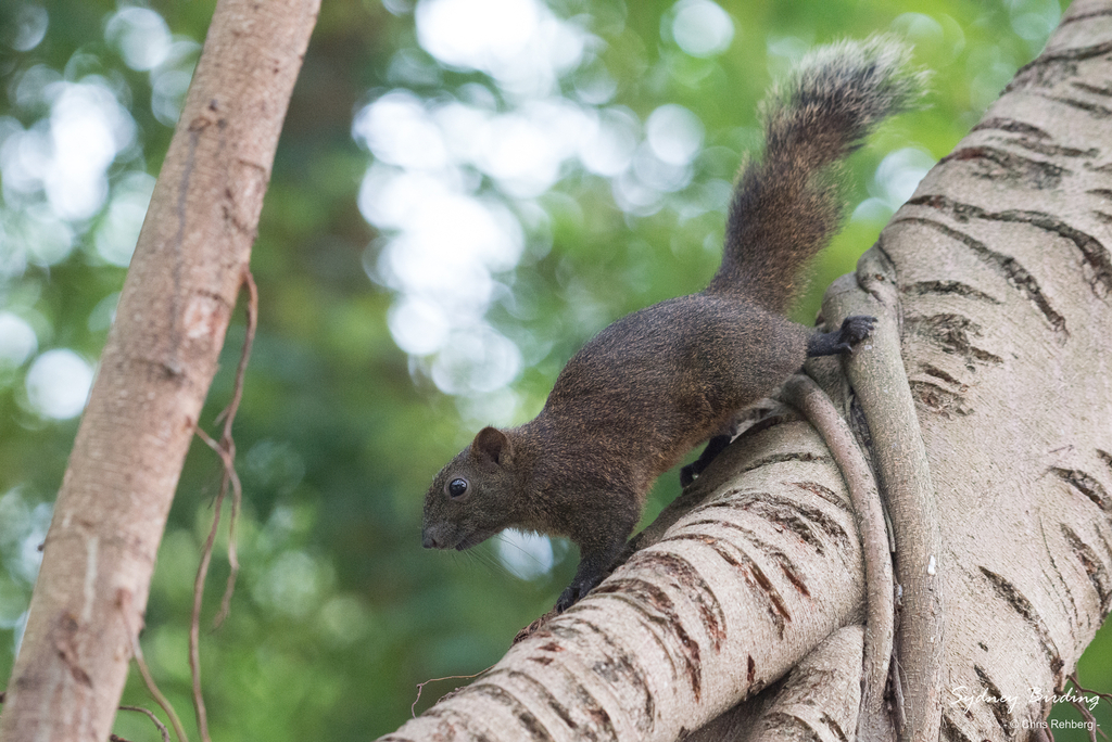 Taiwan Squirrel from Taipei, Taiwan on April 22, 2023 by Chris Rehberg ...