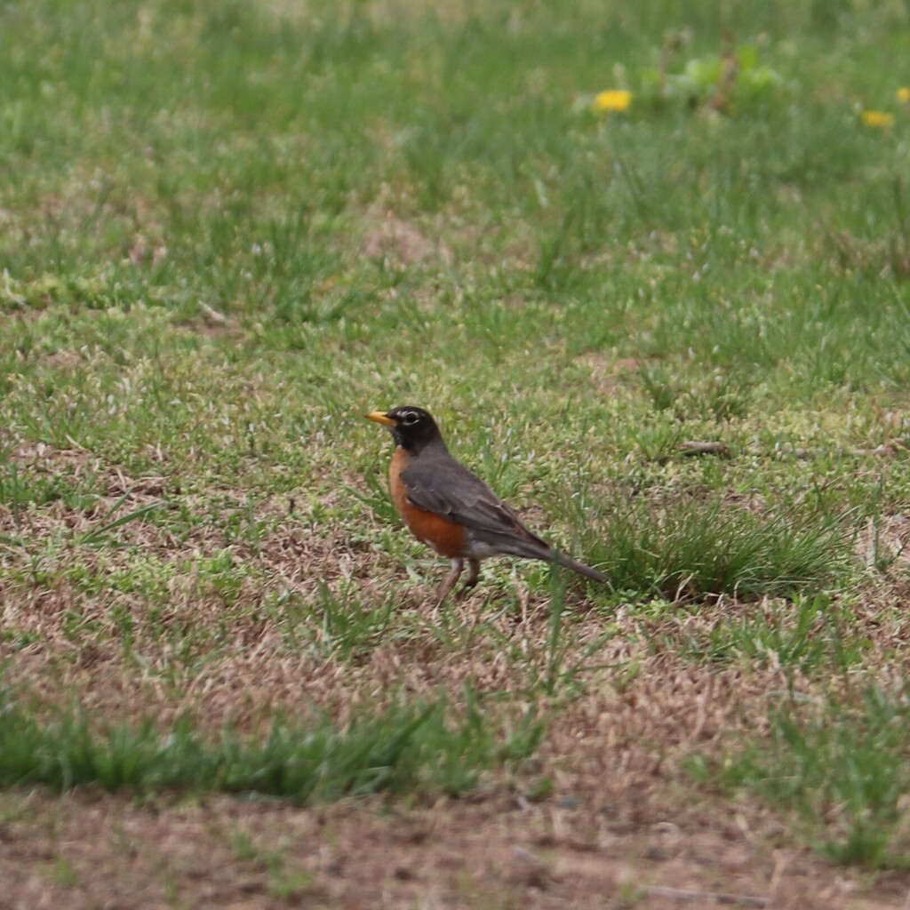 American Robin from Windsor, CT, USA on April 22, 2023 at 12:56 PM by ...
