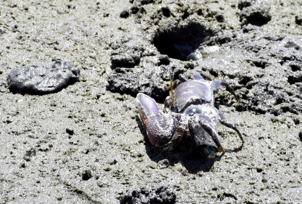 Uca princeps (Smith, 1870)