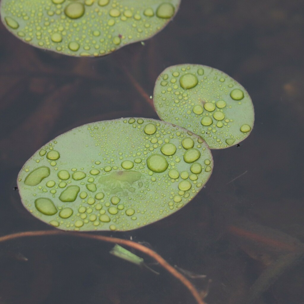 Watershield from Chester, CT, USA on April 30, 2023 at 10:50 AM by Mark ...