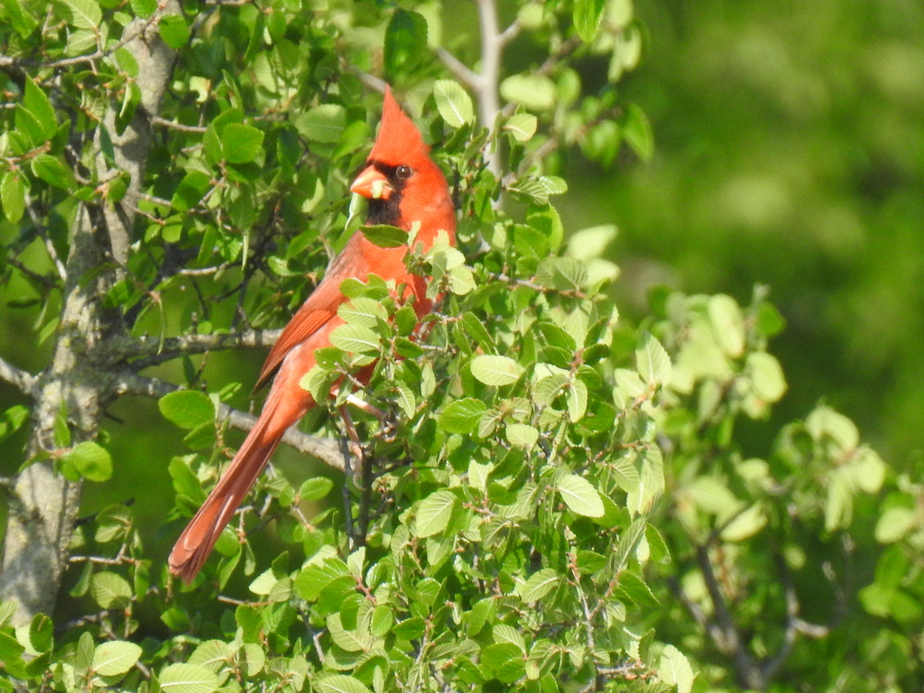 Northern Cardinal from Flower Mound, TX, USA on May 6, 2023 at 05:17 PM ...