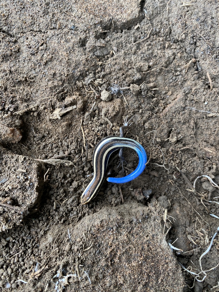Skilton's Skink from Colfax, WA, US on May 6, 2023 at 06:17 PM by Aidan ...