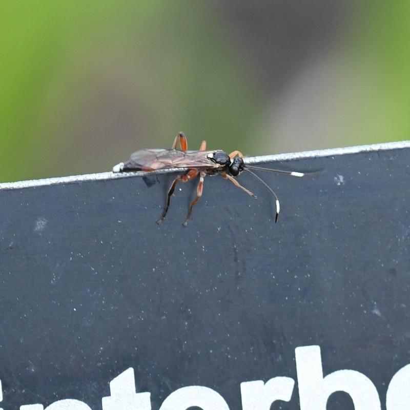 Ichneumonid Wasps from 3973 Callender Rd, Rock Creek, OH 44084, USA on ...