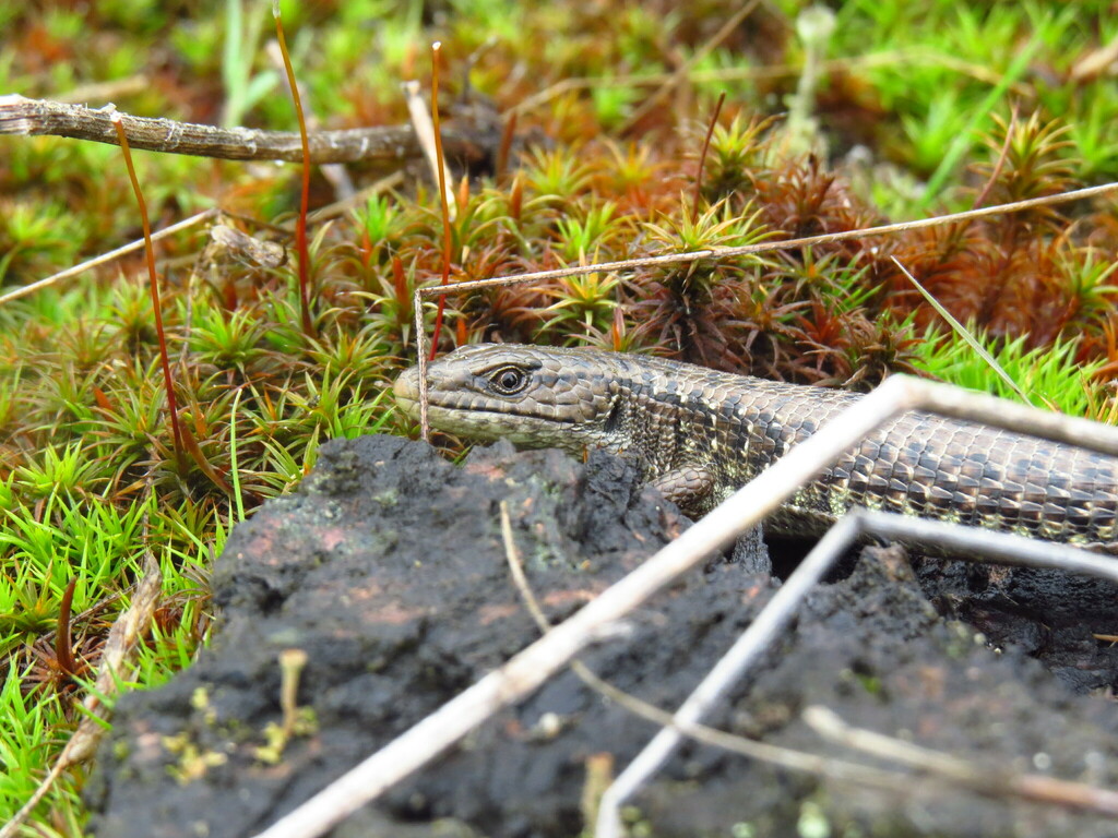 Northern Alligator Lizard from Whatcom County, WA, USA on March 6, 2023 ...