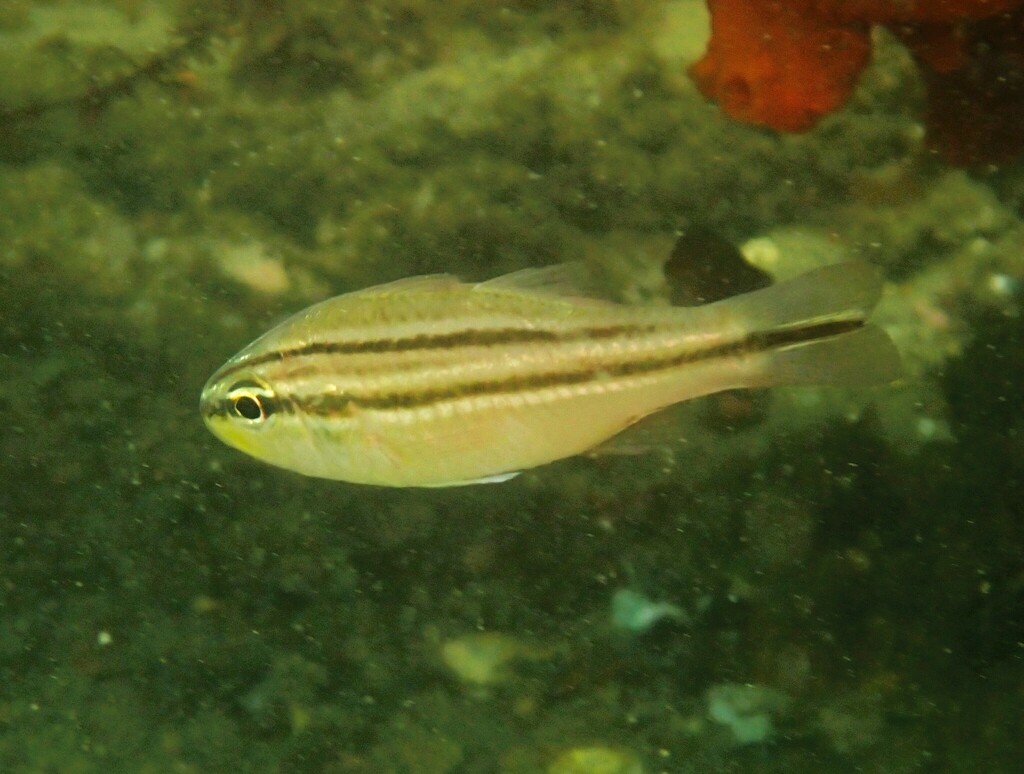 Broad-banded Cardinalfish from Sydney NSW, Australia on December 14 ...