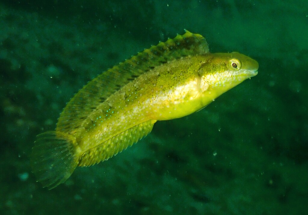 Brown Sabretooth Blenny from Sydney NSW, Australia on December 14, 2022 ...