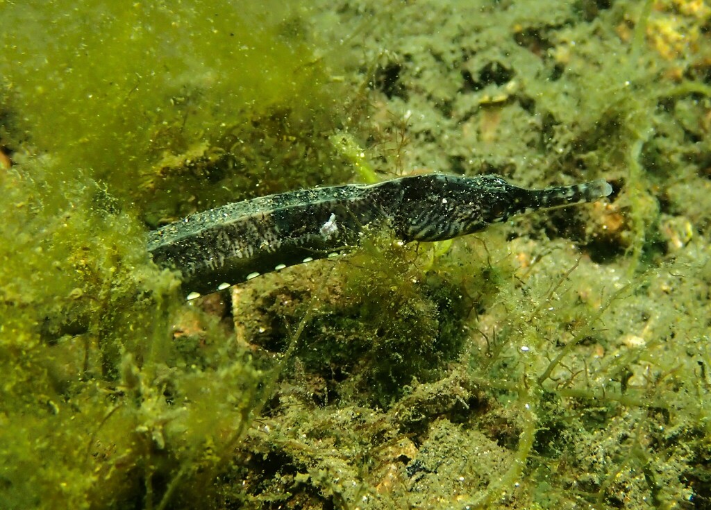 Tiger Pipefish from Sydney NSW, Australia on December 14, 2022 at 11:03 ...