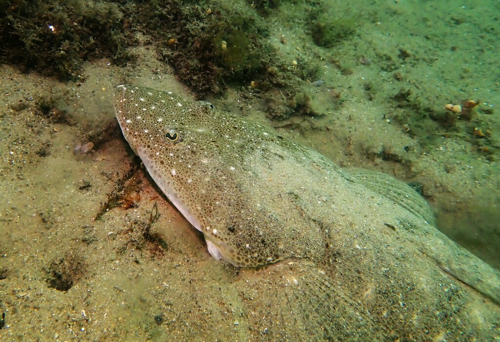 Dusky Flathead from Sydney NSW, Australia on December 14, 2022 at 12:28 ...