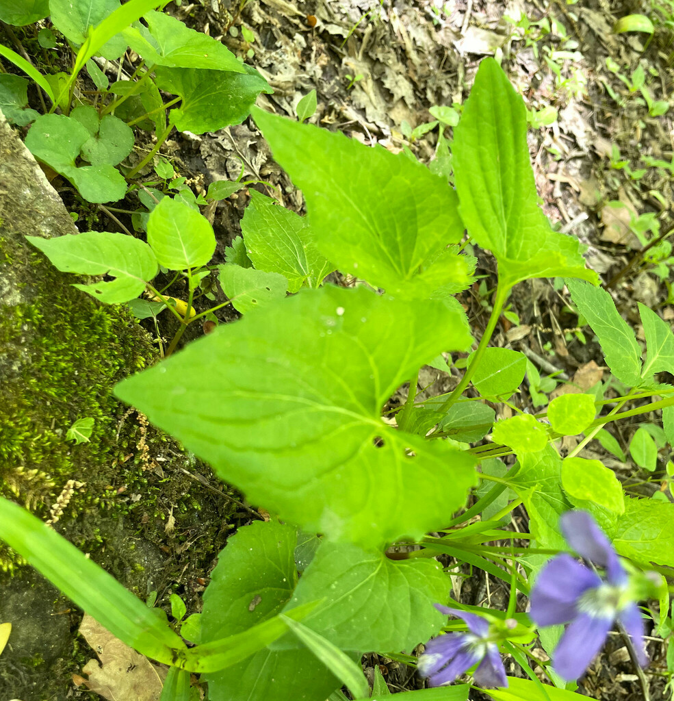marsh blue violet in May 2023 by johnbotany · iNaturalist
