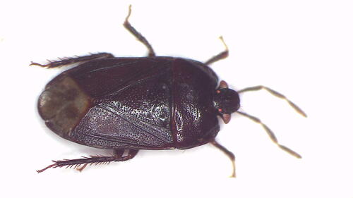 Geotomus garsaurioides · iNaturalist