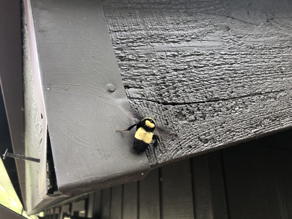 Southern Plains Bumble Bee from Indian Cave State Park, Falls City, NE ...