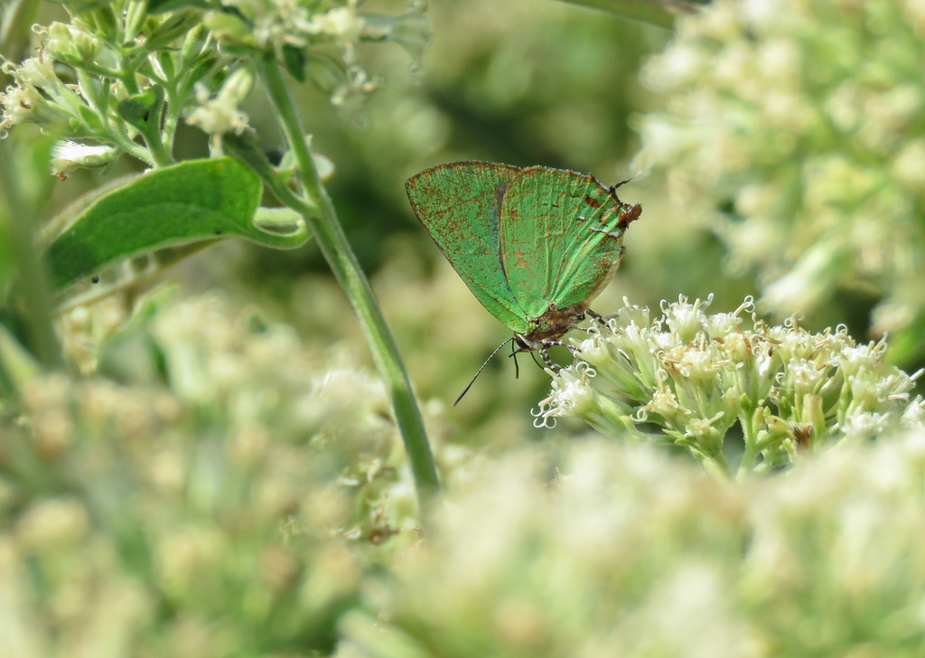 Tropical Greenstreak from Pedreira - SP, 13920-000, Brasil on May 6 ...