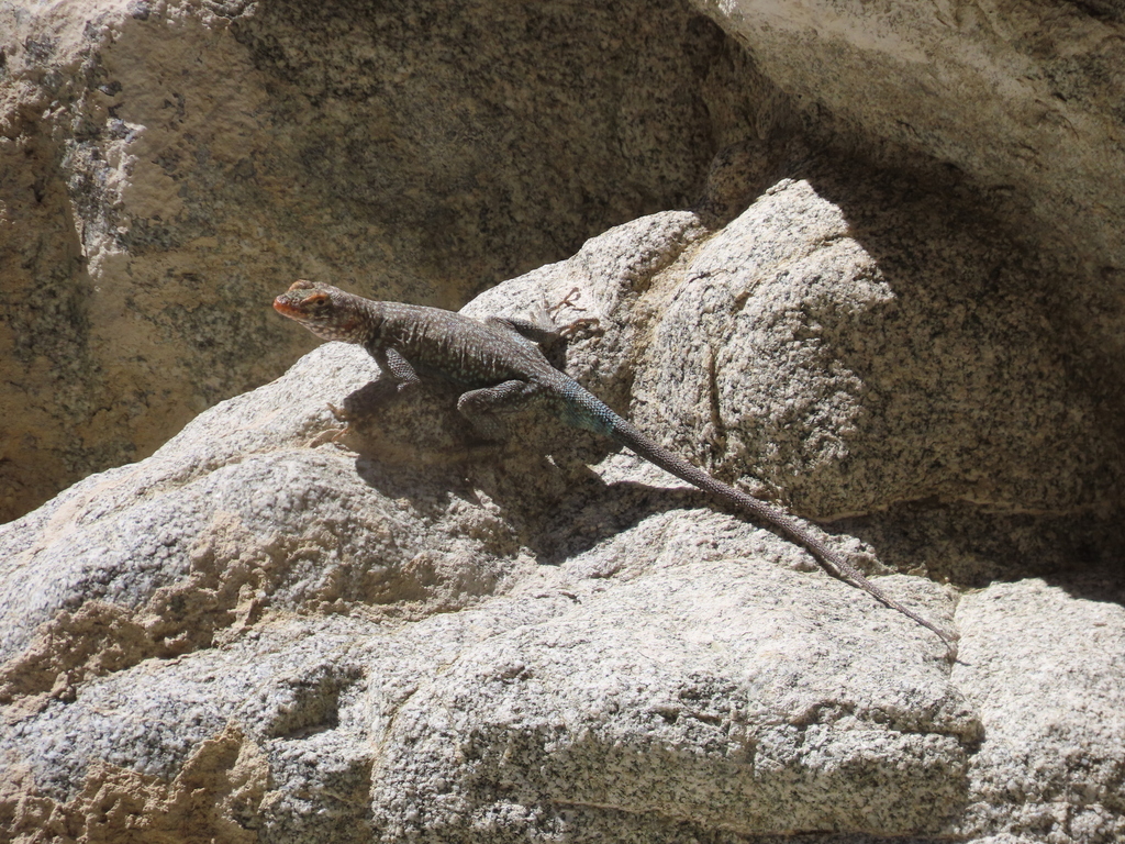 Banded Rock Lizard from Riverside County, CA, USA on May 03, 2023 at 10 ...