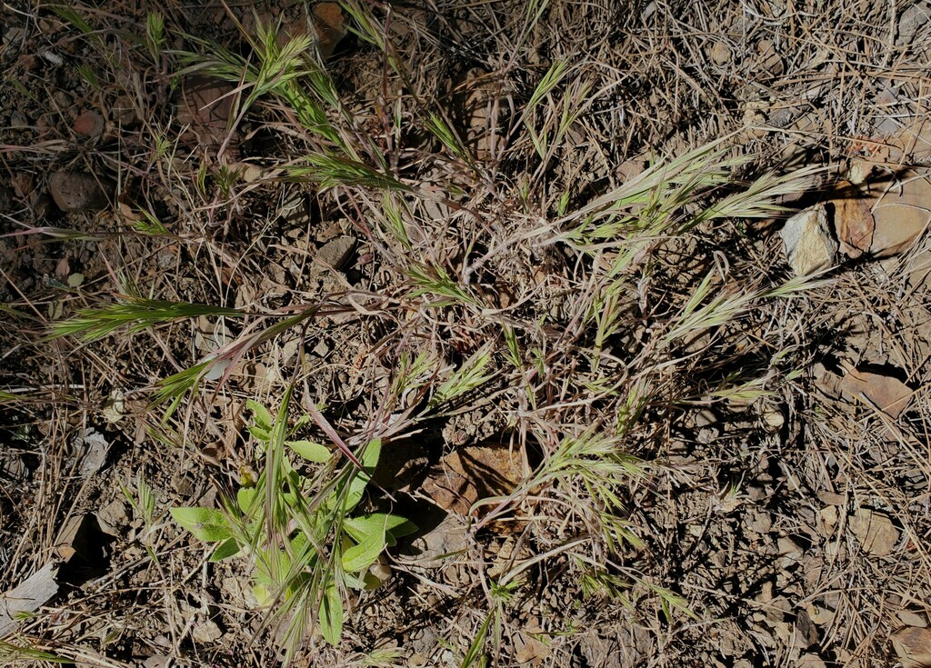 Fern-grass from Santa Cruz de Tenerife, Spain on April 16, 2023 at 11: ...
