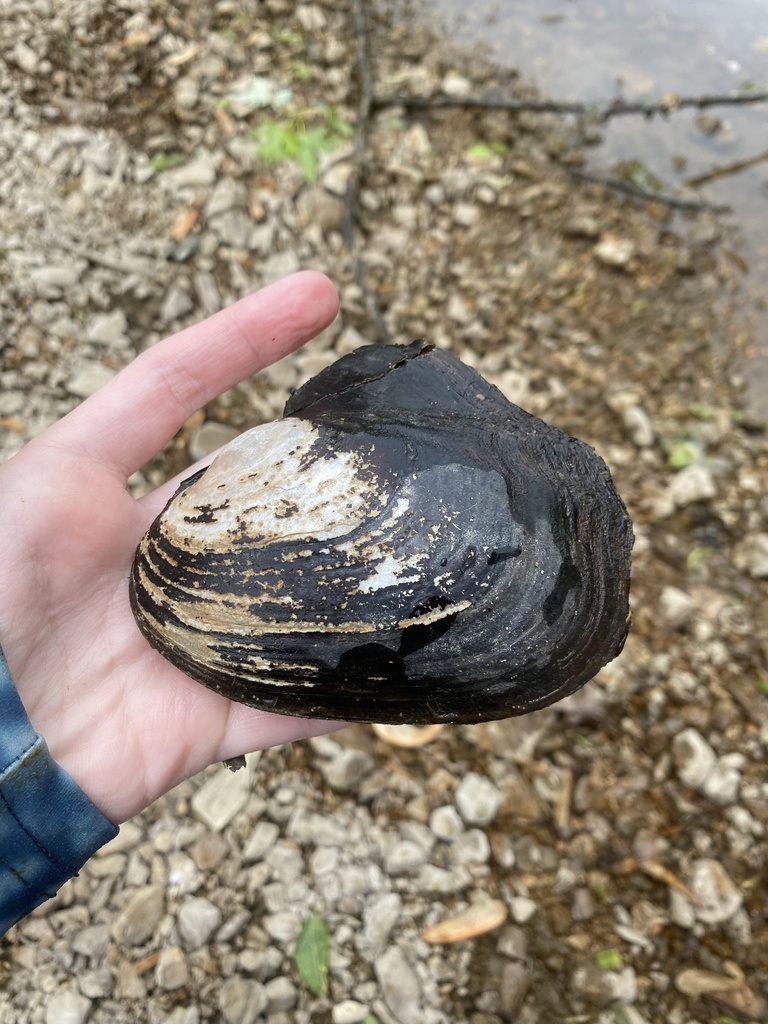 Pink Heelsplitter from Bourbeuse River, Owensville, MO, US on May 6 ...