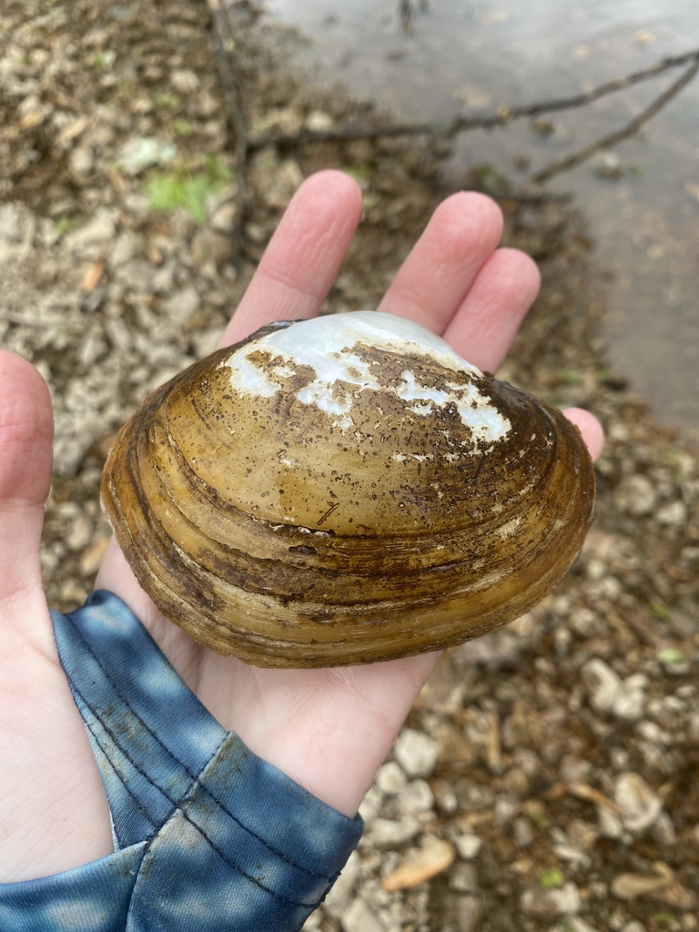 Plain Pocketbook from Bourbeuse River, Owensville, MO, US on May 6 ...