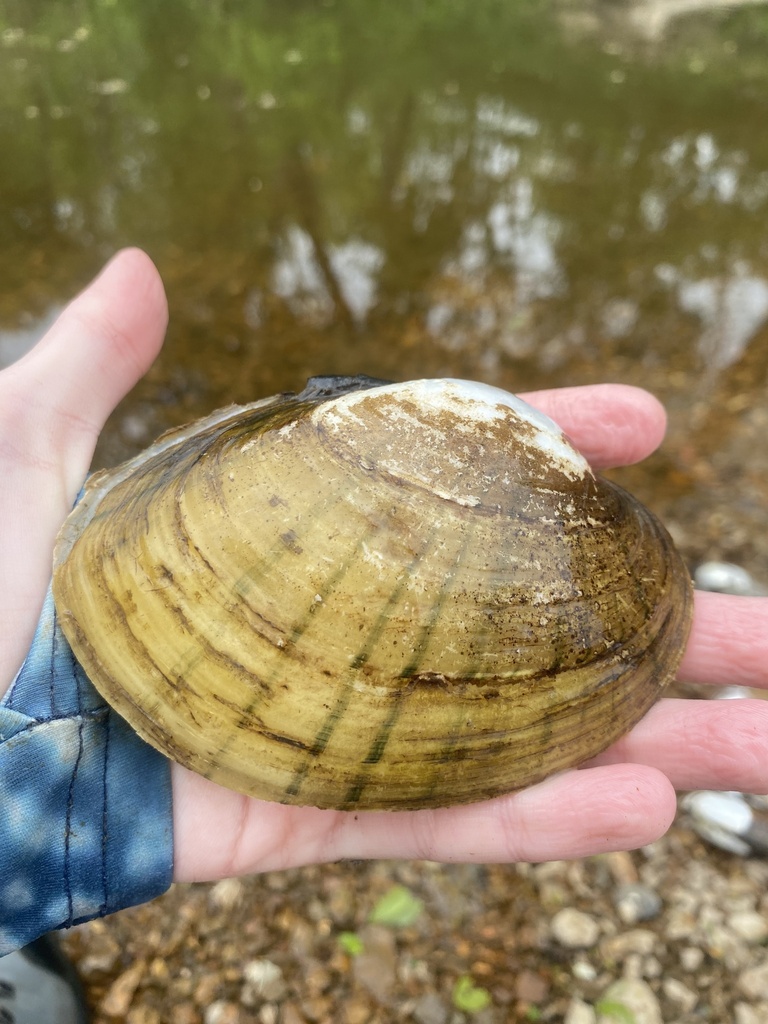 Plain Pocketbook from Bourbeuse River, Owensville, MO, US on May 6 ...
