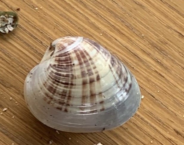 Callista impar from Red Cliff Bay, Monkey Mia, WA, AU on July 10, 2022 ...