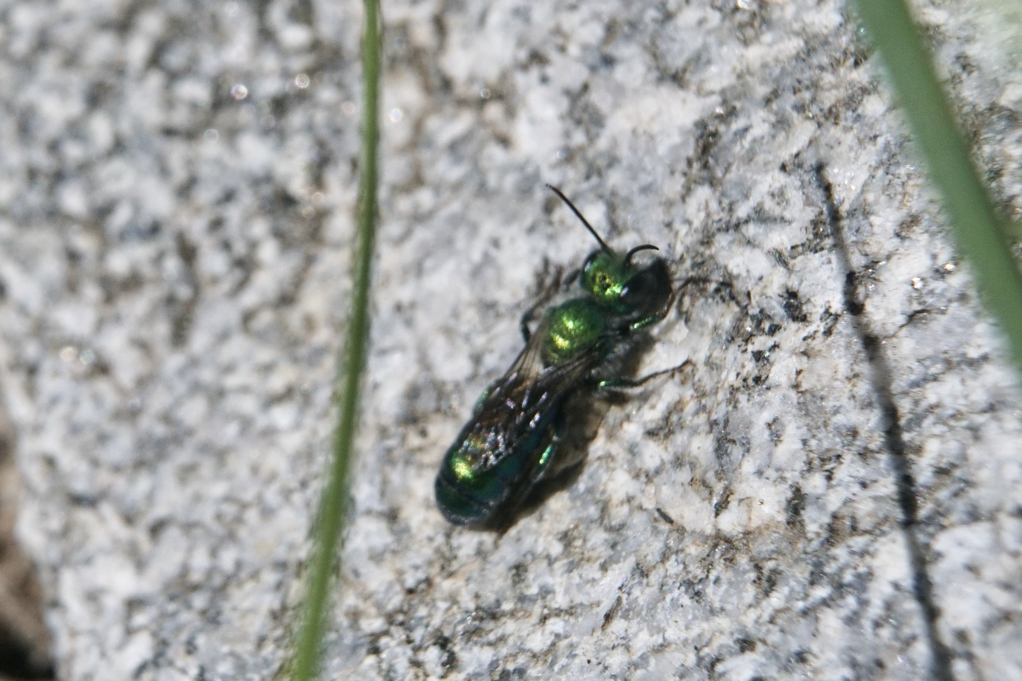 Hoplitis fulgida (Cresson, 1864)