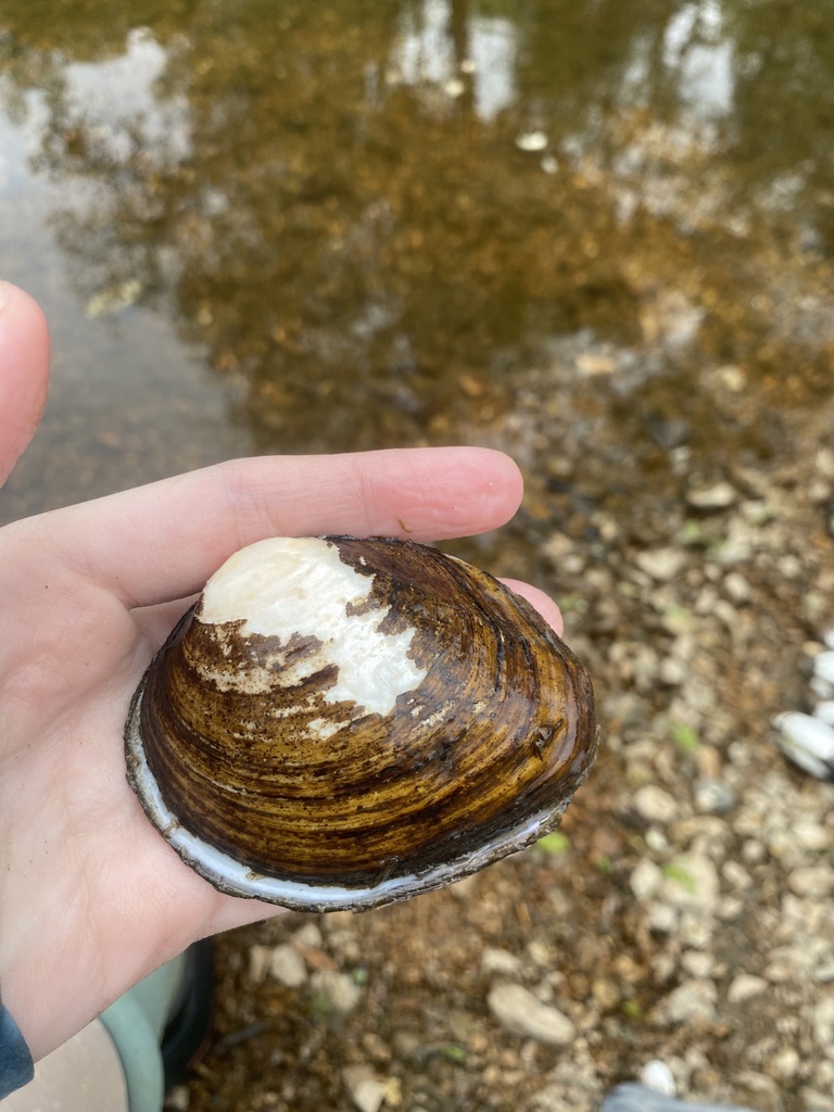 Round Pigtoe from Bourbeuse River, Owensville, MO, US on May 6, 2023 at ...