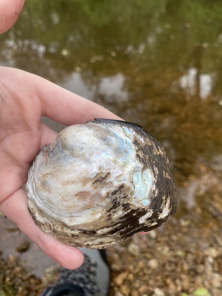 Ambleminae from Bourbeuse River, Owensville, MO, US on May 6, 2023 at 12:34 PM by Aubree ...
