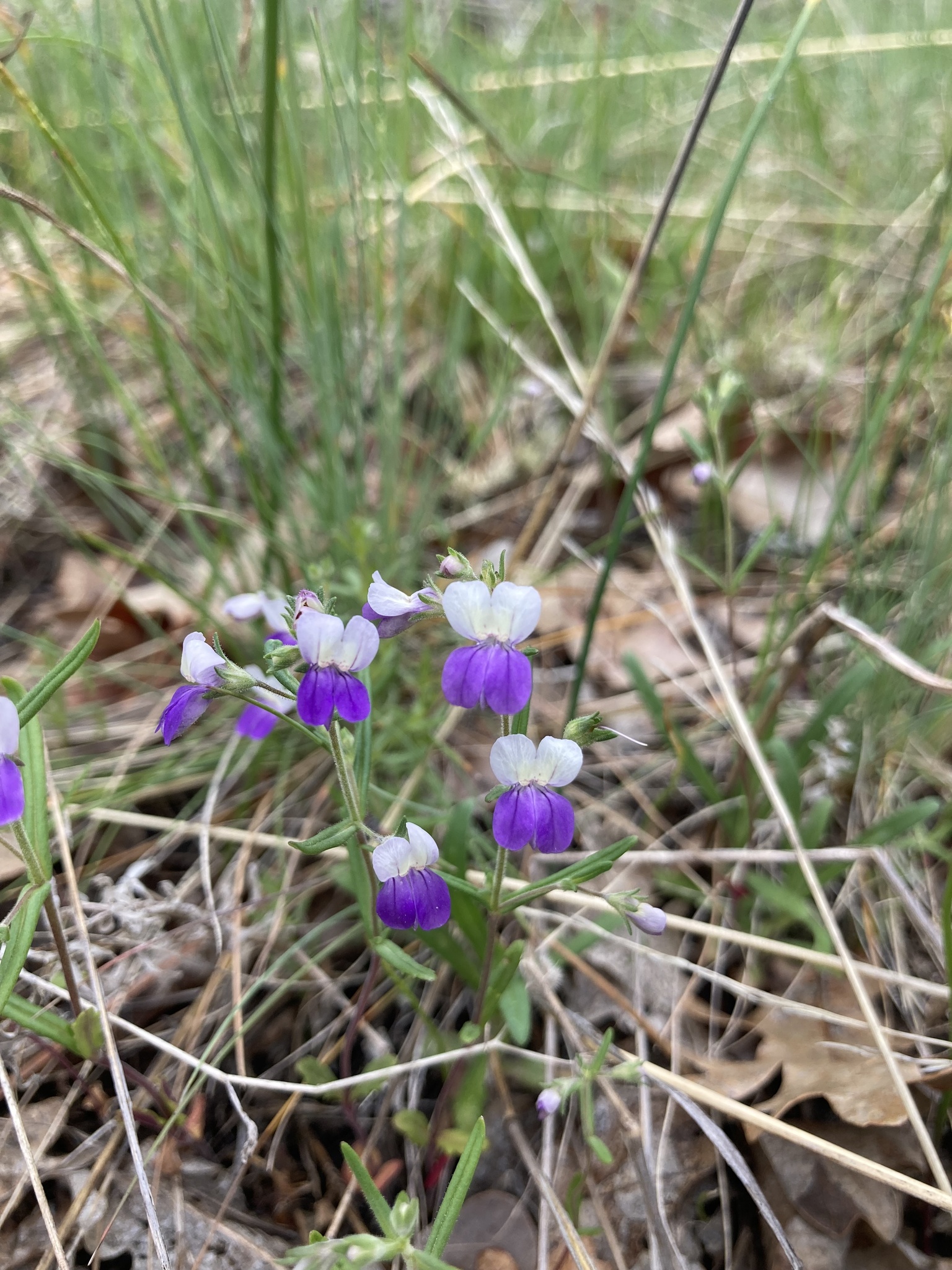 Collinsia linearis A.Gray