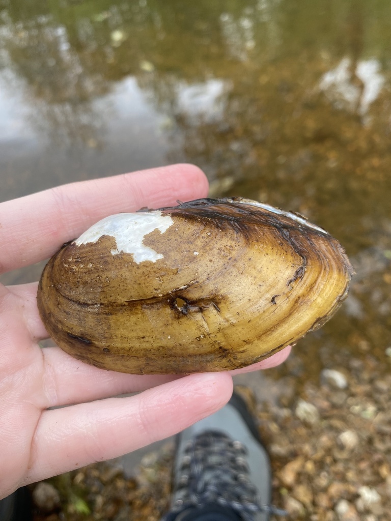Fatmucket from Bourbeuse River, Owensville, MO, US on May 6, 2023 at 12 ...