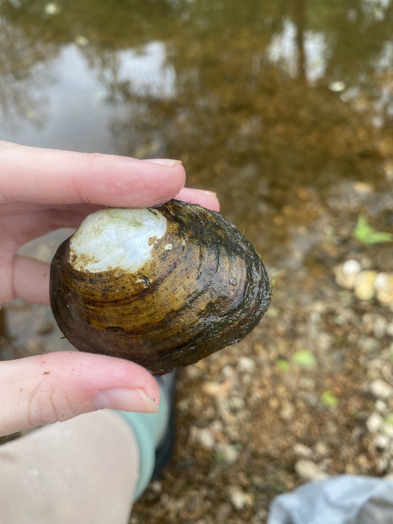Round Pigtoe from Bourbeuse River, Owensville, MO, US on May 6, 2023 at ...