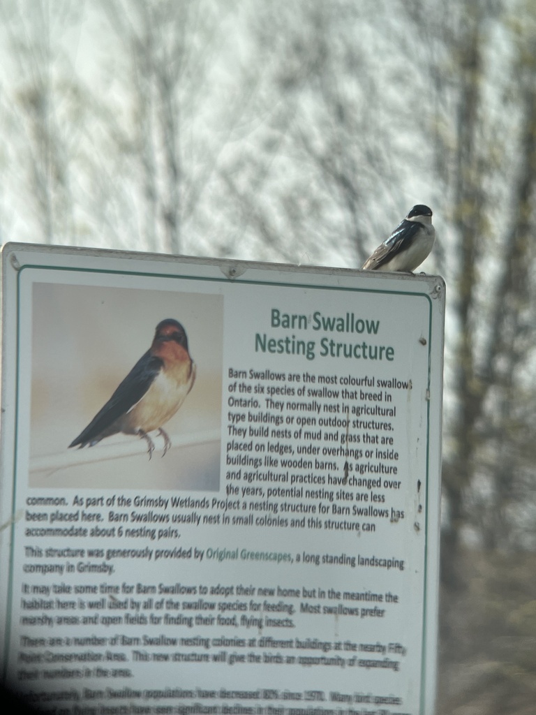 Tree Swallow from North Grimsby, Grimsby, ON, CA on May 6, 2023 at 05: ...