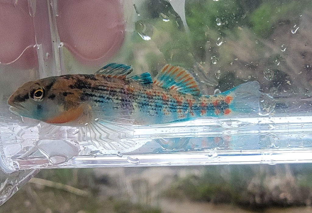 Orangethroat Darter from Park Hills, MO, USA on May 6, 2023 at 07:31 AM ...