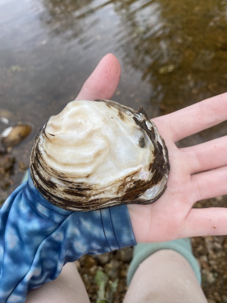 Ambleminae from Bourbeuse River, Owensville, MO, US on May 6, 2023 at 12:38 PM by Aubree ...