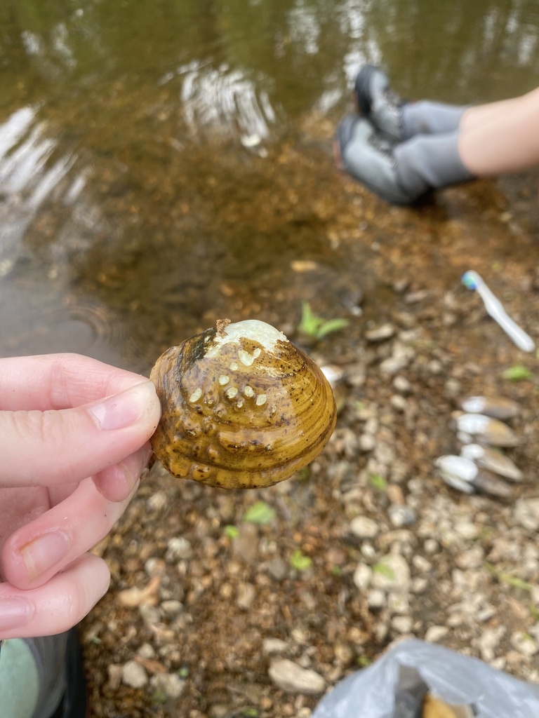 Pimpleback from Bourbeuse River, Owensville, MO, US on May 6, 2023 at ...