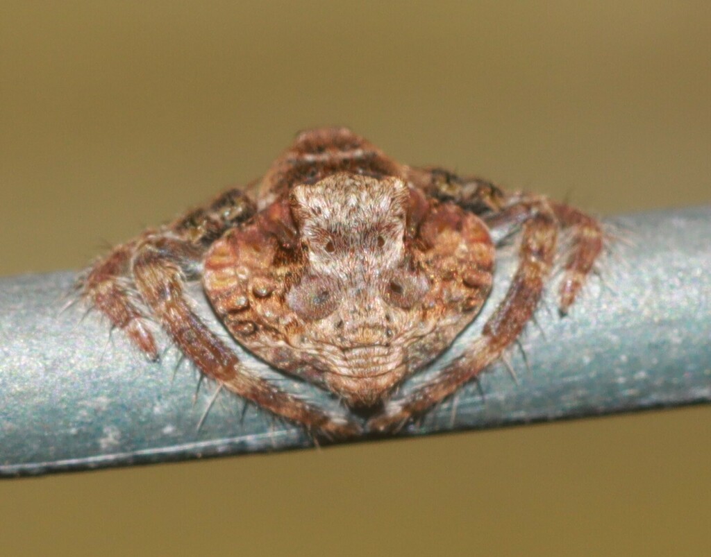 Wrap-around Spiders from Bells Beach VIC 3228, Australia on May 1, 2023 ...