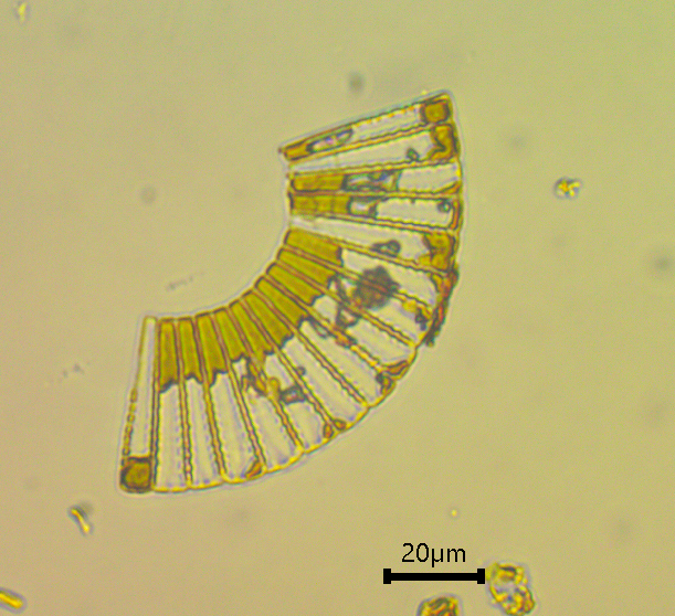 Meridion from Simcoe County, ON, Canada on April 30, 2023 at 11:50 AM ...