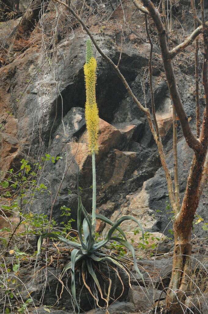 Octopus Agave (Agave vilmoriniana) - Botanical Realm