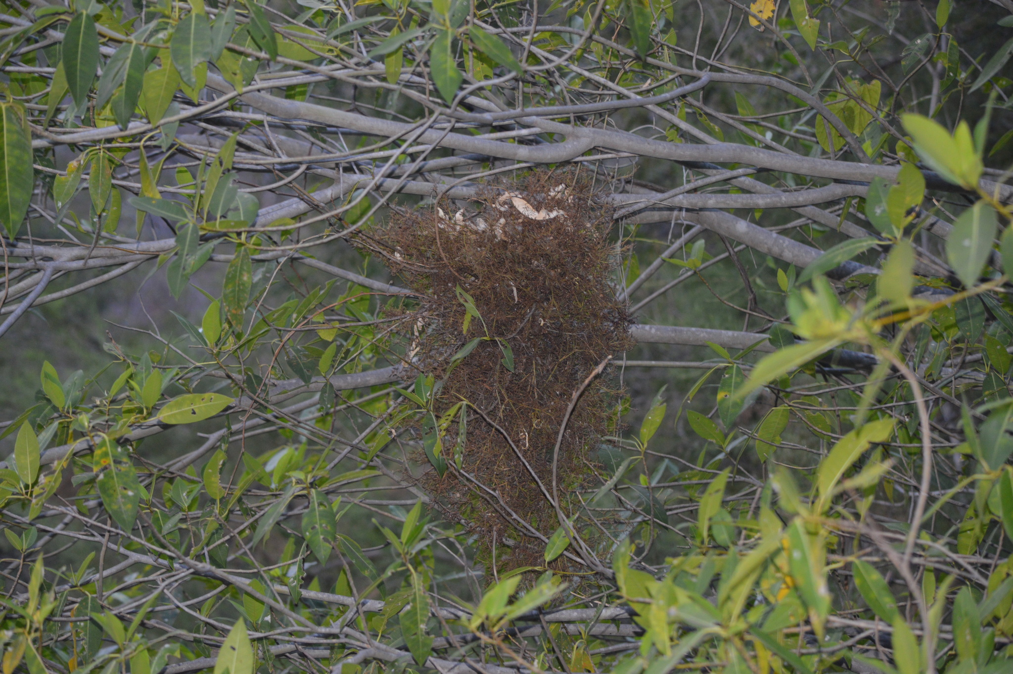Ficus insipida Willd.