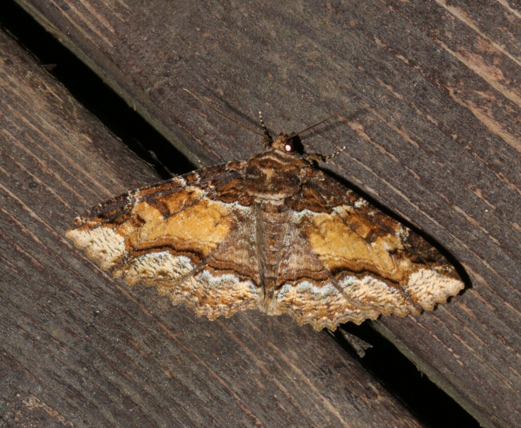 Colorful Zale Moth from Parc régionale de la rivière Métis on May 06 ...