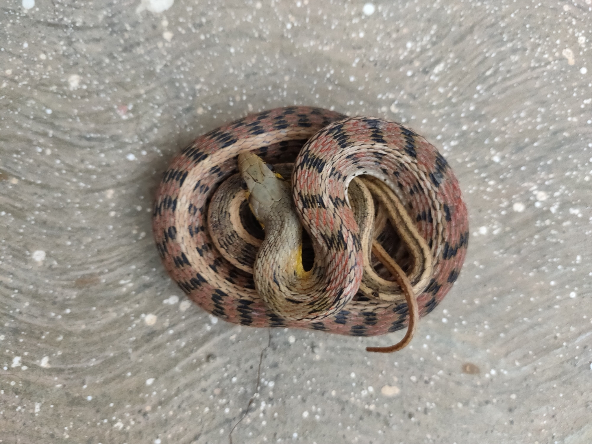 Amphiesma stolatum (Linnaeus, 1758)