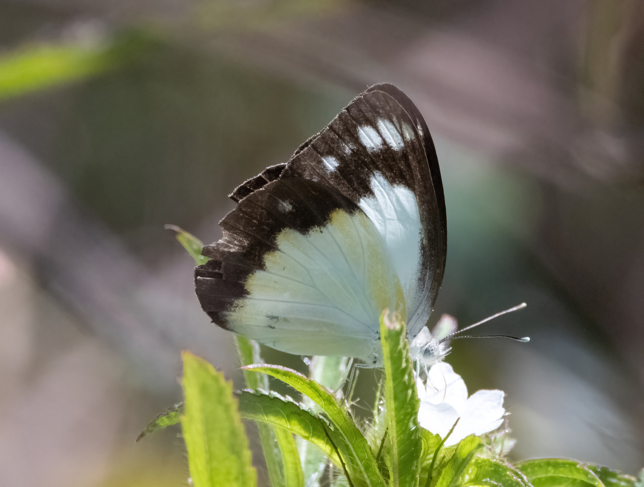 Cepora perimale (Donovan, 1805)