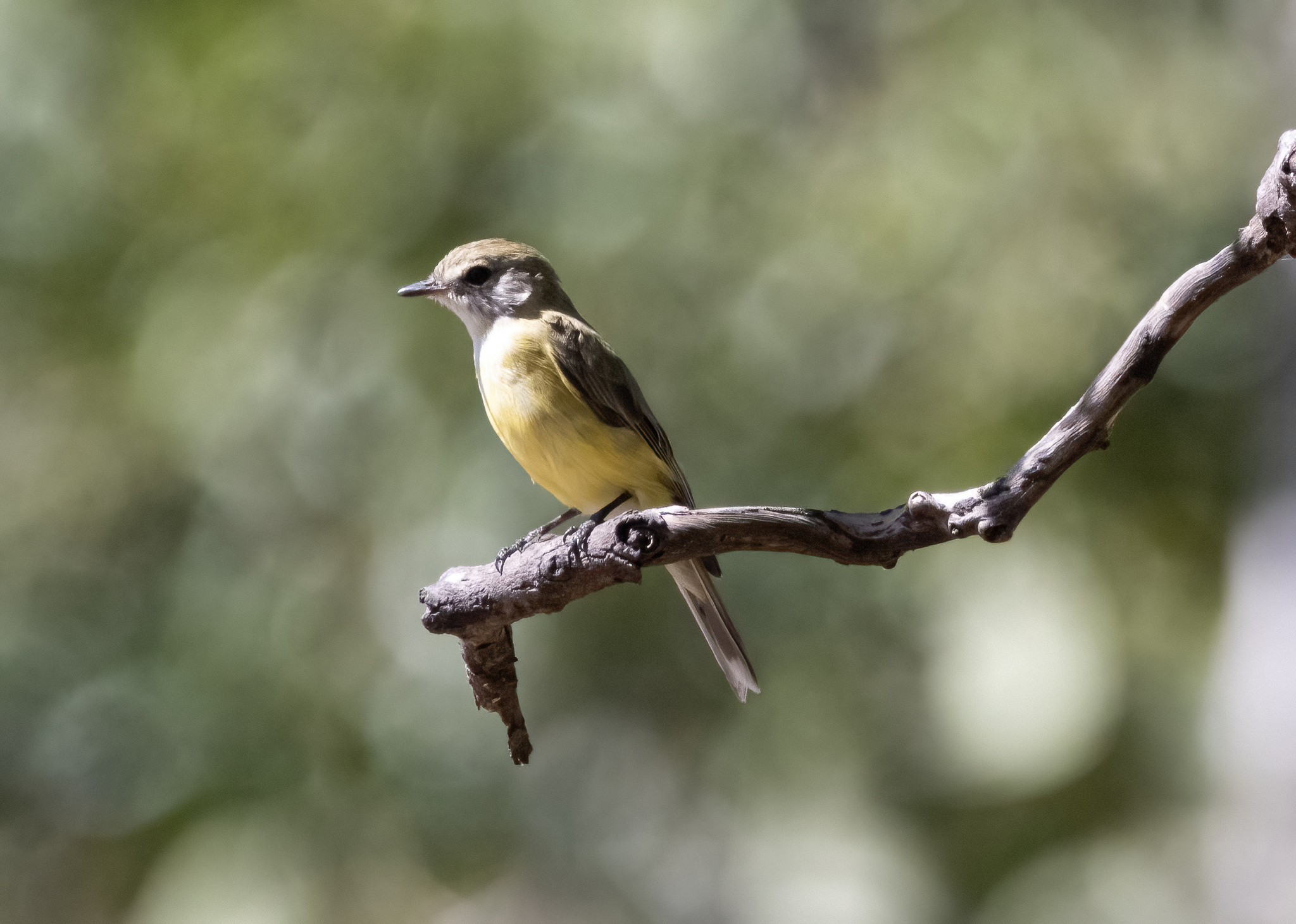 Microeca flavigaster Gould, 1843