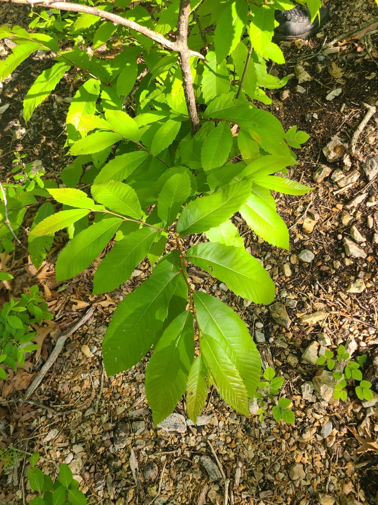 Ozark Chinquapin from Roaring River Township, MO, USA on May 6, 2023 at ...